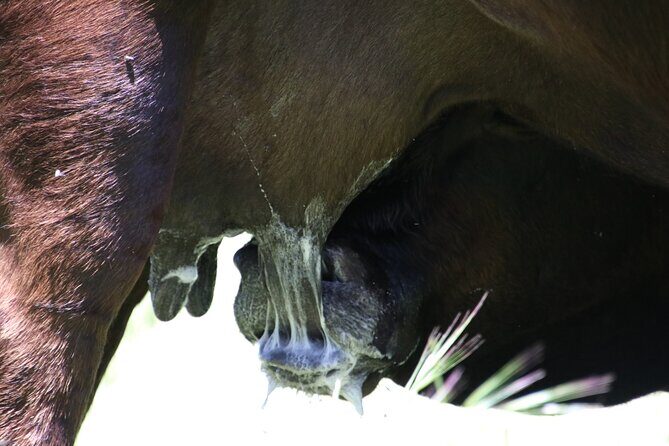 45 Minutes Private Tour at Warrawindi Farms - Why We Think It’s Worth Considering