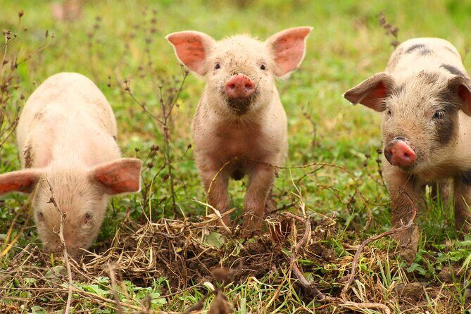 45 Minutes Private Tour at Warrawindi Farms - Who Would Enjoy This Tour?