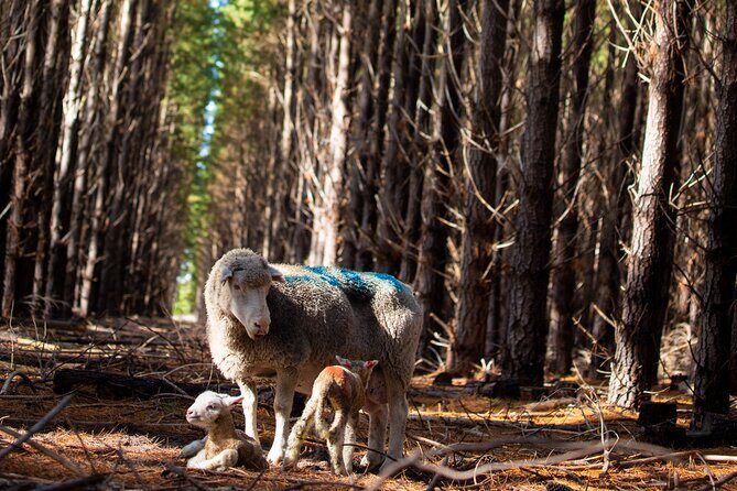 45 Minutes Private Tour at Warrawindi Farms - Frequently Asked Questions
