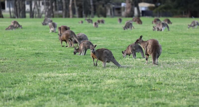4D3N Best Bits Victoria Sightseeing Tour - Key Points