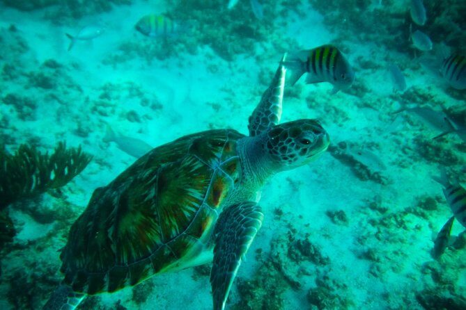 4H private 40' Yacht All-Inclusive in Tulum & Playa del Carmen - Authentic Guest Insights