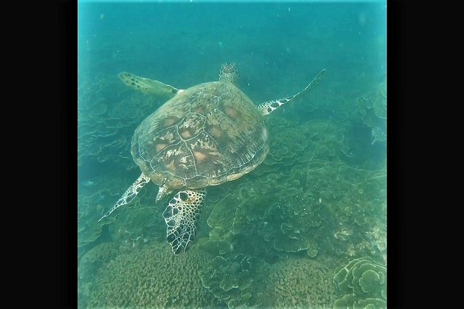 4H Snorkeling and Fishing Cruise on Magnetic Island - The Sum Up