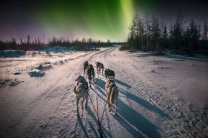 4hr Dog Sledding Tour under the Northern Lights - Key Points