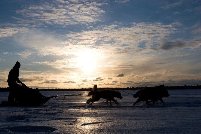4hr Dog Sledding Tour under the Northern Lights - Practical Tips for Travelers