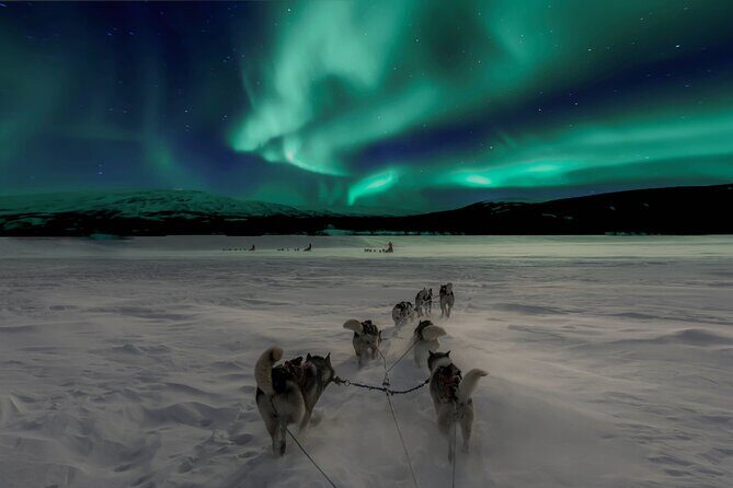 4hr Dog Sledding Tour under the Northern Lights - Who Should Consider This Tour?