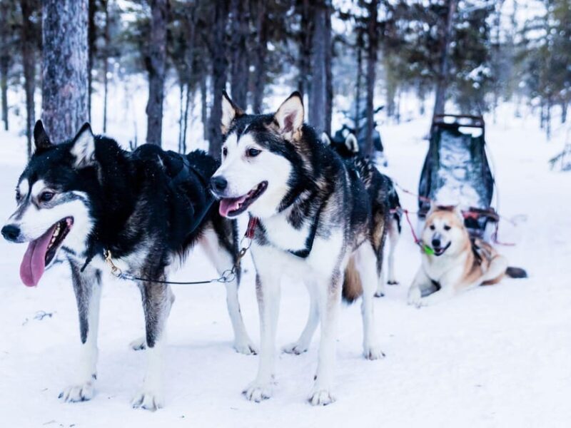 4hr Dog Sledding Trip on Finnmarksvidda - Starting Point and Transportation
