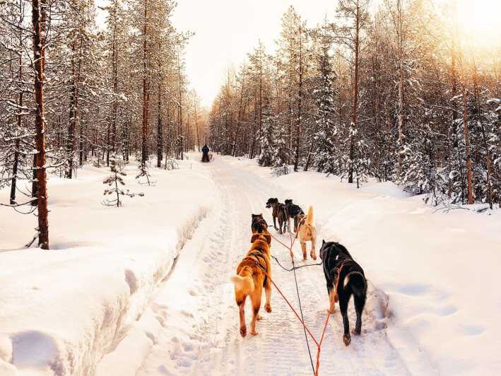 4hr Dog Sledding Trip on Finnmarksvidda - The Training and Preparation