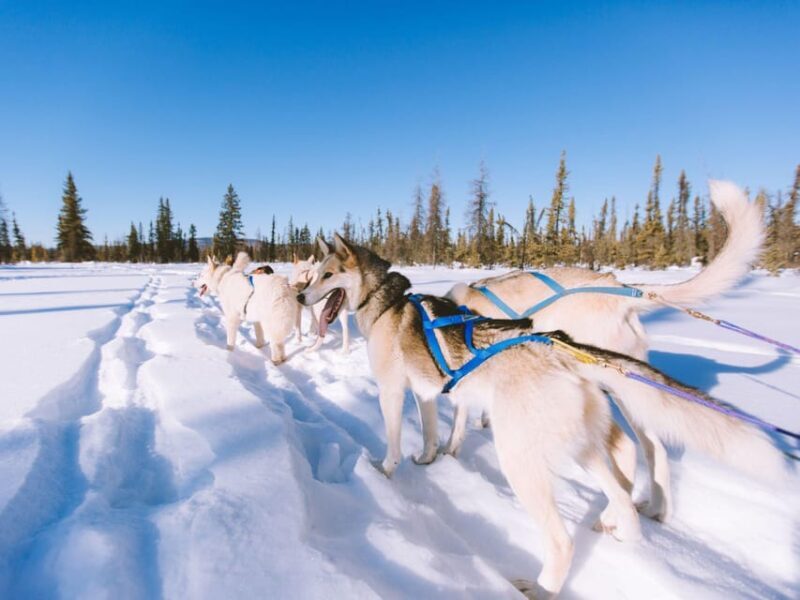 4hr Dog Sledding Trip on Finnmarksvidda - The Sledding Itself