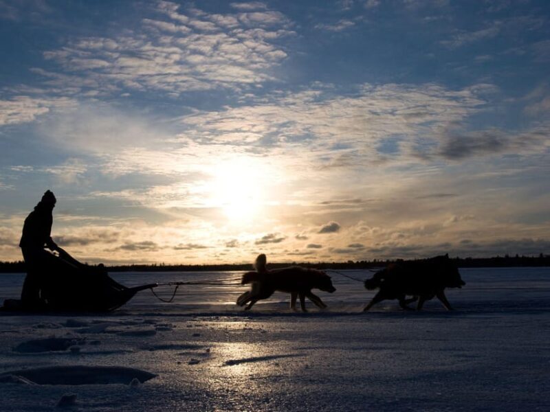 4hr Dog Sledding Trip on Finnmarksvidda - The Human Connection and Storytelling