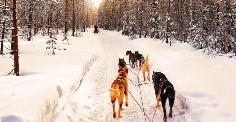 4hr Dog Sledding Trip on Finnmarksvidda - The Afterglow at Gargia Lodge