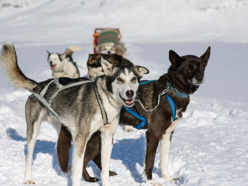 4hr Dog Sledding Trip on Finnmarksvidda - Inclusion and Practical Details