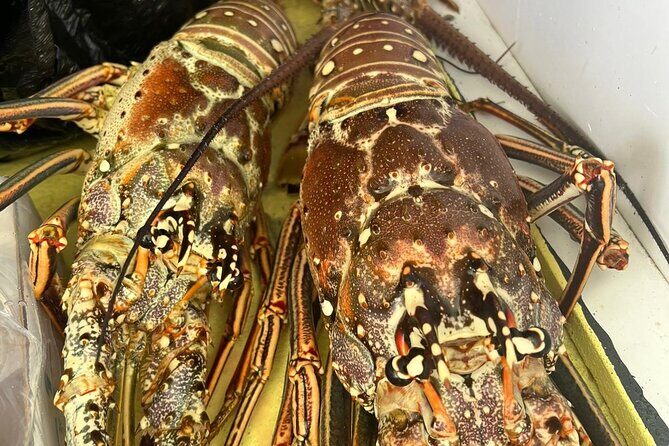 4HR-Halfday Private Fishing Tour in Gracebay - What’s Included and What’s Not