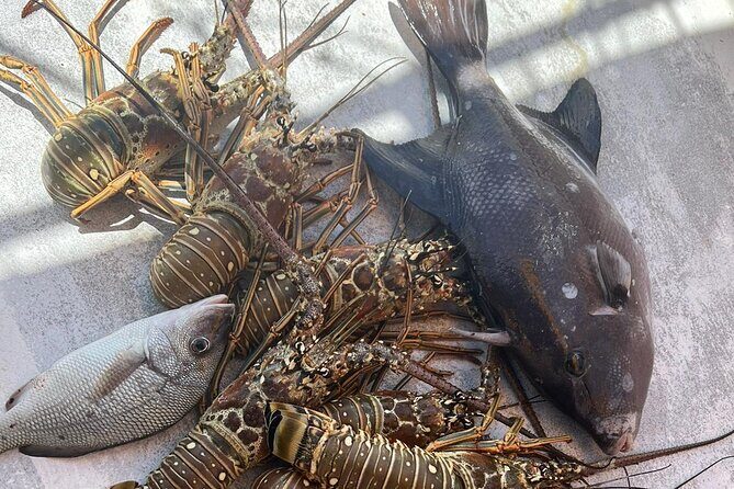 4HR-Halfday Private Fishing Tour in Gracebay - Authentic Perspectives from Guests