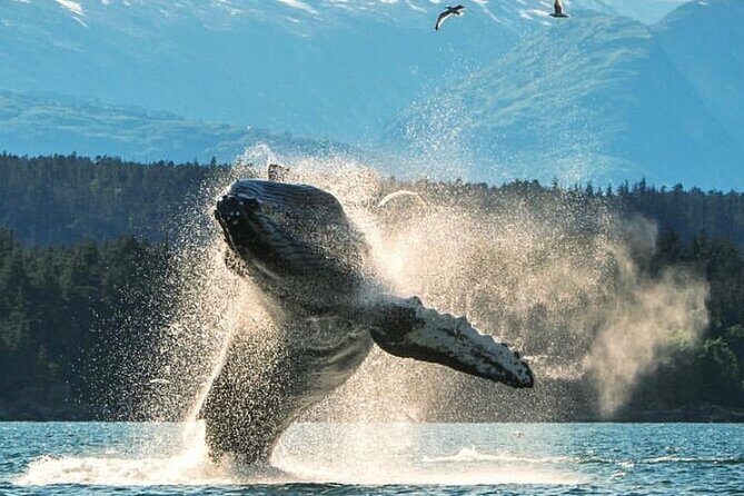 4hr Ketchikan Private custom tour (4 people) Wildlife + More - Introduction