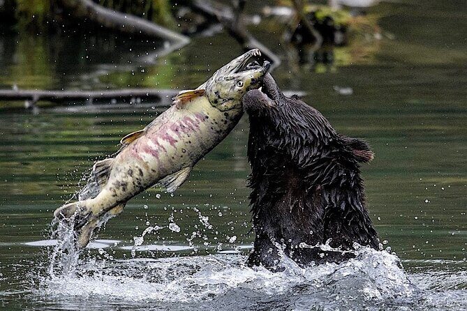 4hr Ketchikan Private custom tour (4 people) Wildlife + More - Key Points