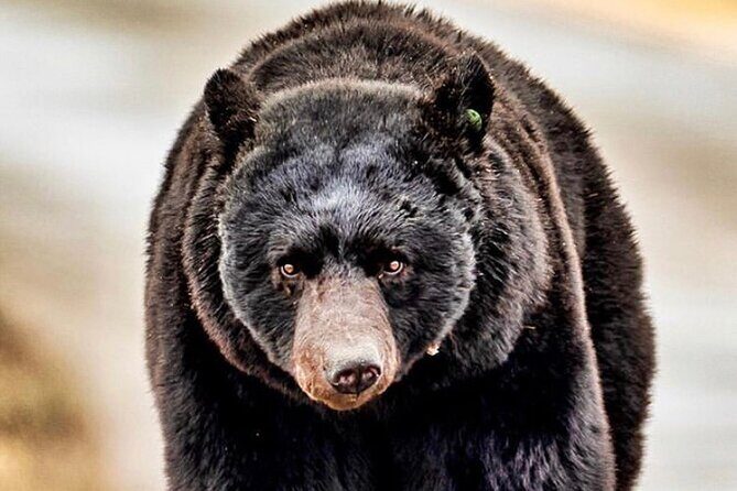 4hr Ketchikan Private custom tour (4 people) Wildlife + More - Detailed Breakdown of the Itinerary