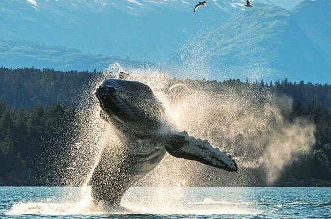 4hr Ketchikan Private custom tour (4 people) Wildlife + More - Authentic Experiences Highlighted in Reviews