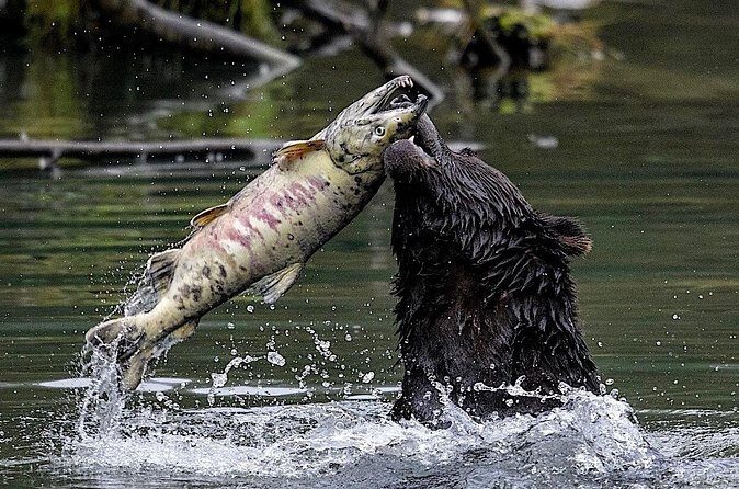 4hr Ketchikan Private custom tour (4 people) Wildlife + More - The Sum Up