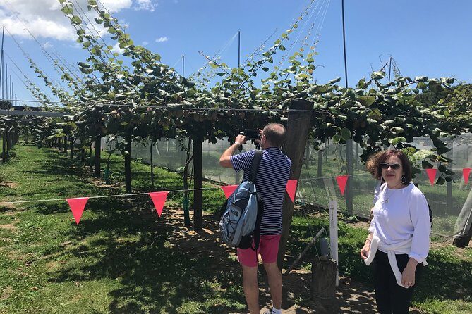4hr Tauranga Scenic History and Tasting Tour FREE Kiwifruit Tasting - FAQs