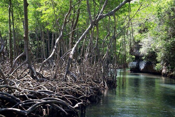4in1: Los Haitises+ Kayaking+ Natural Pools+ Montana Redonda - Authentic Experiences and Guides