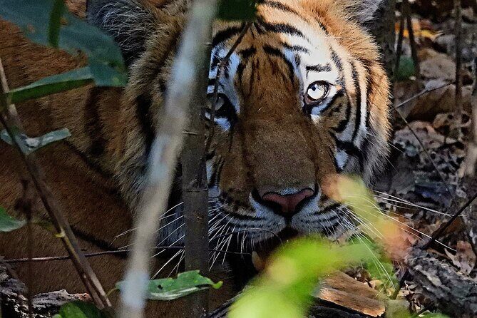 4Nights 5Days Bardia Tiger Tracking Tour |Bardia Jungle Safari - Key Points