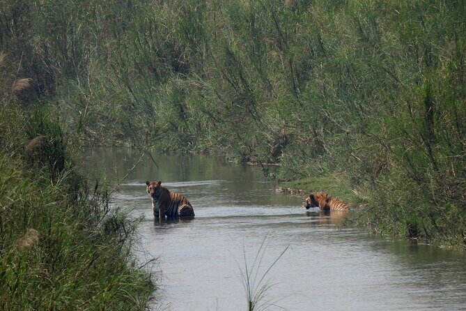 4Nights 5Days Bardia Tiger Tracking Tour |Bardia Jungle Safari - Final Thoughts