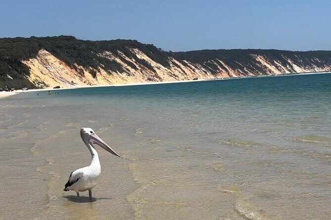 4WD Beach and Walking Tour Double Island Point (Full Day) - Authentic Insights from Reviews