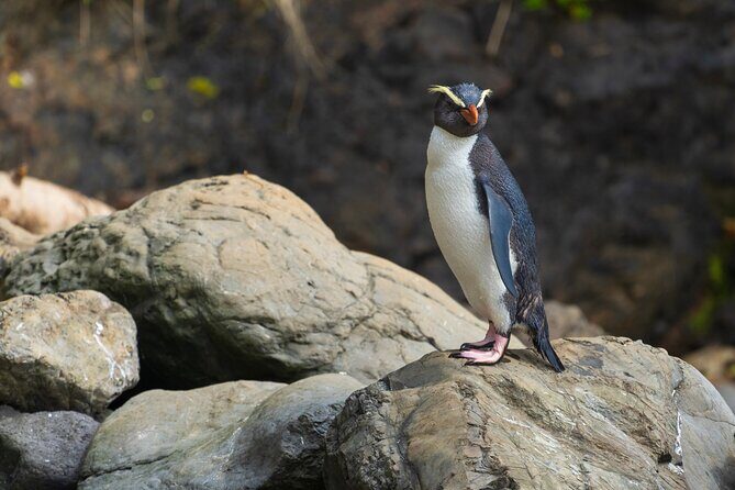 5 Day 4 Night New Zealands South Southern Highlights Tour - Who Would Love This Tour?