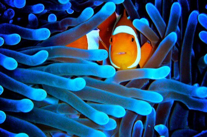 5-Day Best of Cairns with Daintree, Kuranda, and Great Barrier Reef - Introduction