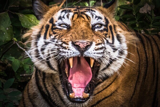 5 Day Delhi Agra Jaipur with Ranthambore-Taj Mahal Sunrise/Sunset - What Makes This Tour Stand Out?