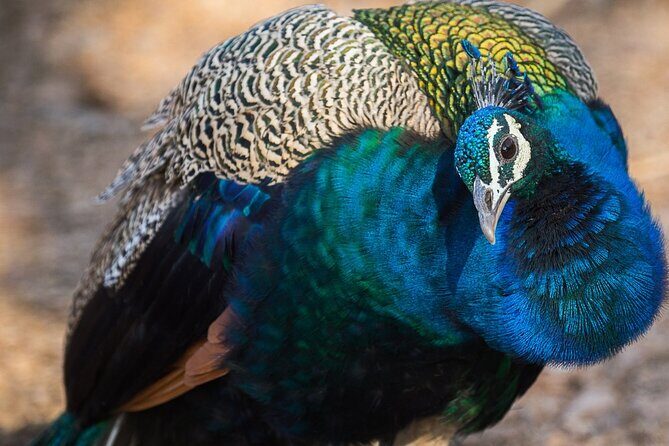 5 Day Golden Triangle Tour with Bharatpur Bird Sanctuary - What You Get with This Tour