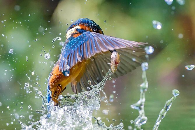 5 Day Golden Triangle Tour with Bharatpur Bird Sanctuary - Who Will Love This Tour?