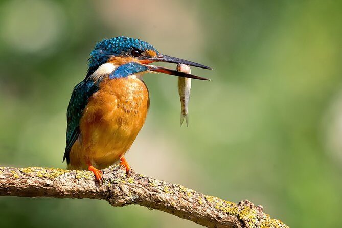 5 Day Golden Triangle Tour with Bharatpur Bird Sanctuary - FAQ