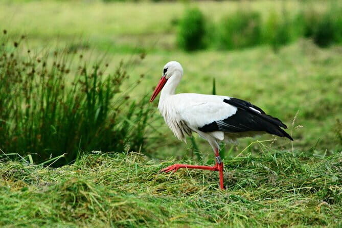 5-Day Golden Triangle with Ranthambore & Bharatpur Tour - Final Thoughts
