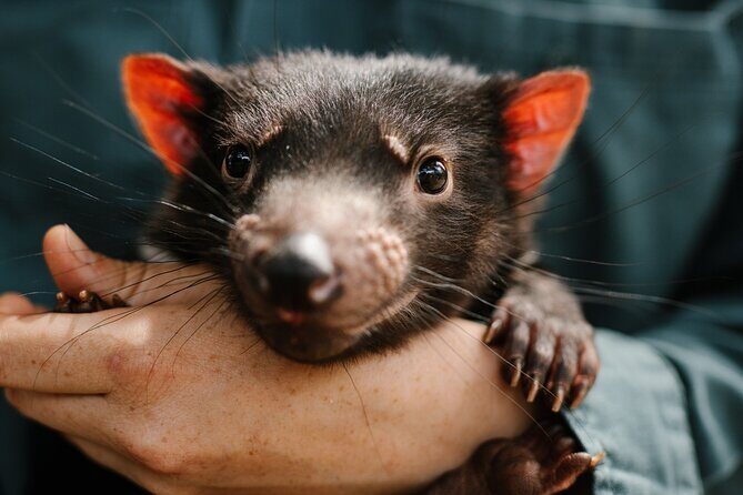 5 Day Island Icons Tassie Day Tour Bundle - Day 4: Hobart Highlights & Wildlife Encounters