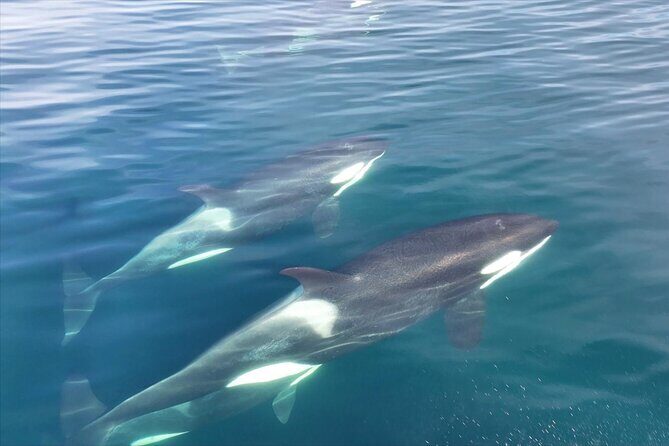 5 Day Jetski Expedition: Southeast Alaskan Adventure from Juneau - Key Points