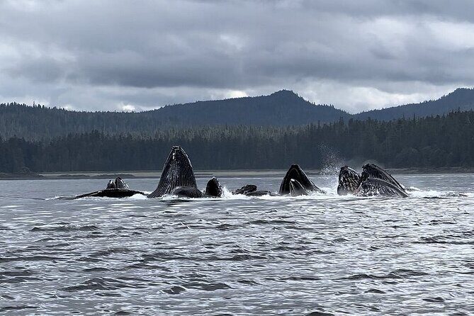 5 Day Jetski Expedition: Southeast Alaskan Adventure from Juneau - The Value of This Adventure