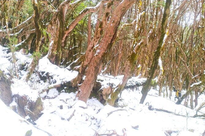 5 Day Mardi Himal Base Camp Trek in Pokhara - Key Points