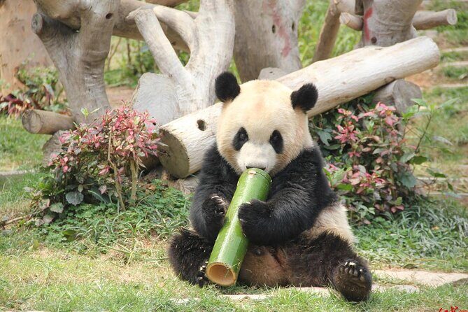 5 Day Natural Panda Paradise Tour in Chengdu - Day 1: Introducing Chengdus Laid-Back Vibe