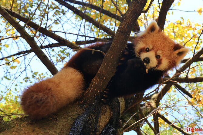 5 Day Natural Panda Paradise Tour in Chengdu - Day 5: Wrapping Up and Departure