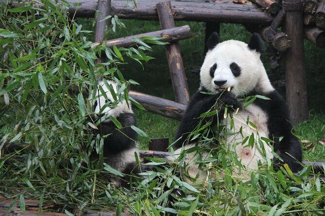 5 Day Natural Panda Paradise Tour in Chengdu - Transportation, Group Size, and Overall Value