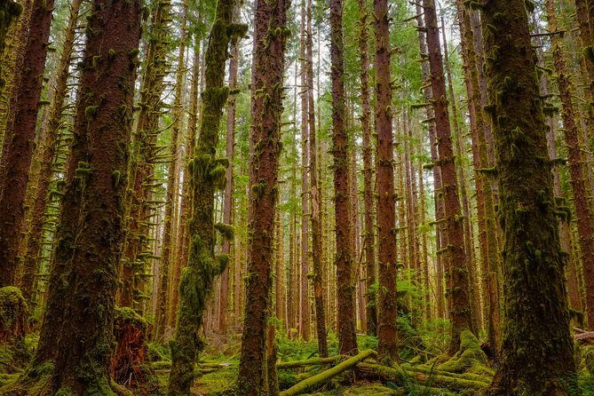 5-Day Olympic Backpacking - Hoh Rainforest and the Blue Glacier - Final Thoughts