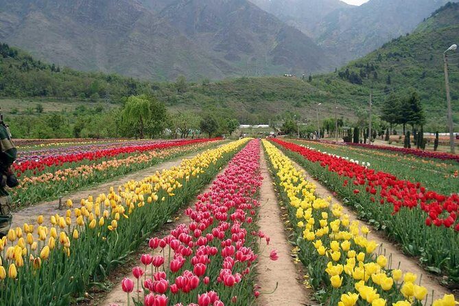 5 Day Paradise Kashmir Tour - The Balance of Value and Experience