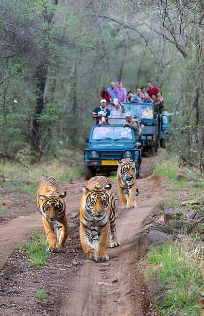 5-Day Private Golden Triangle & Tiger Safari Tour from Delhi - Key Points