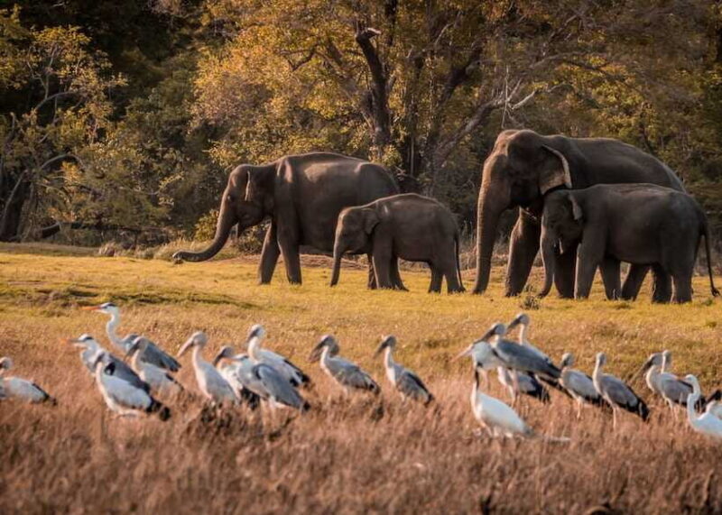 5-Day Private Sri Lanka Trip-Hotels, Breakfast & Luxury Car - Who Is This Tour Best For?