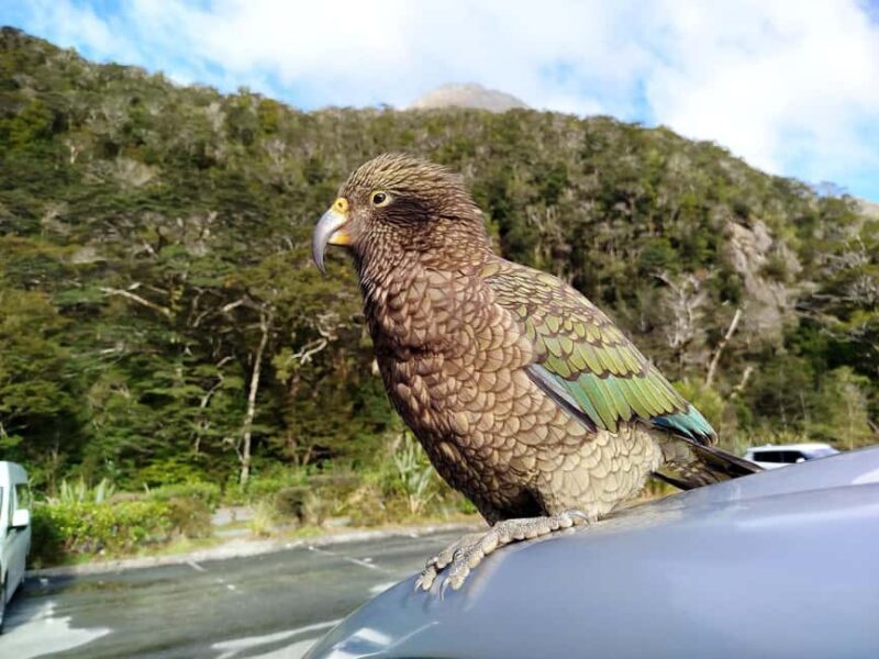5 Day South Island New Zealand Private Tour from Queenstown - Key Points