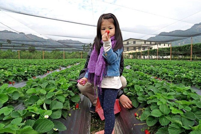 5-day Taiwan Family Fun Private Tour - Exploring Taiwan on a 5-Day Family Adventure