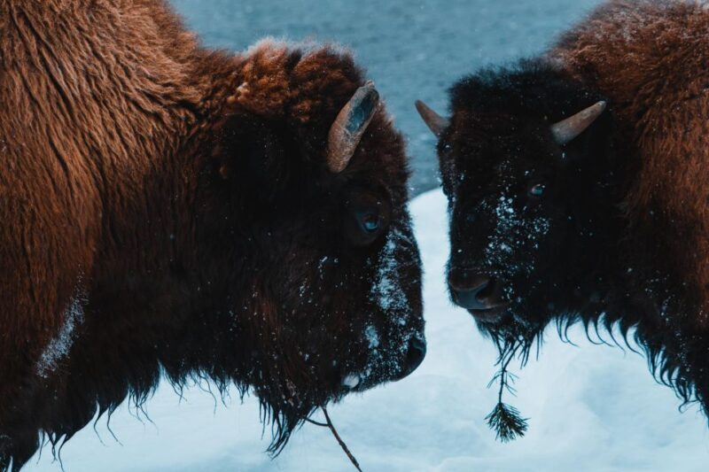 5-Day Winter Yellowstone Wildlife Tour - What Travelers Say