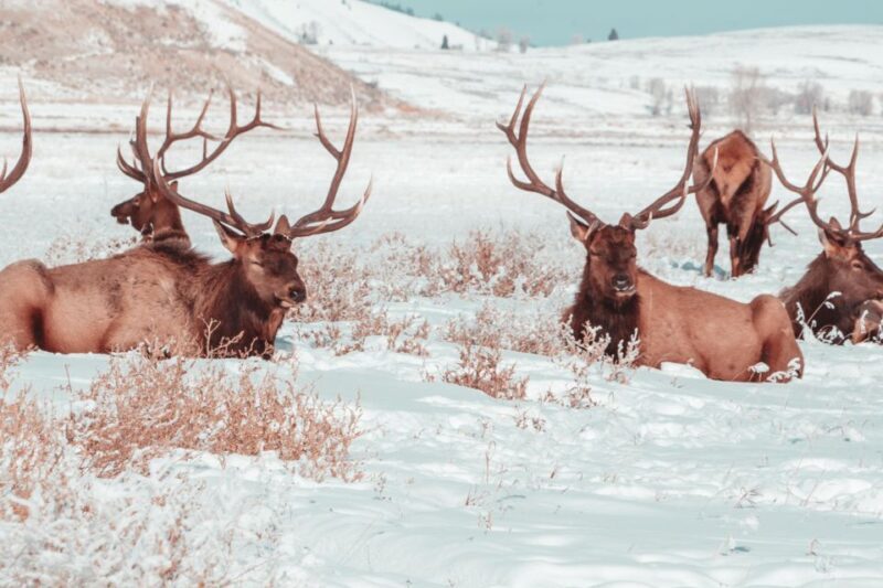 5-Day Winter Yellowstone Wildlife Tour - Deep Dive into the Itinerary: What Makes It Special
