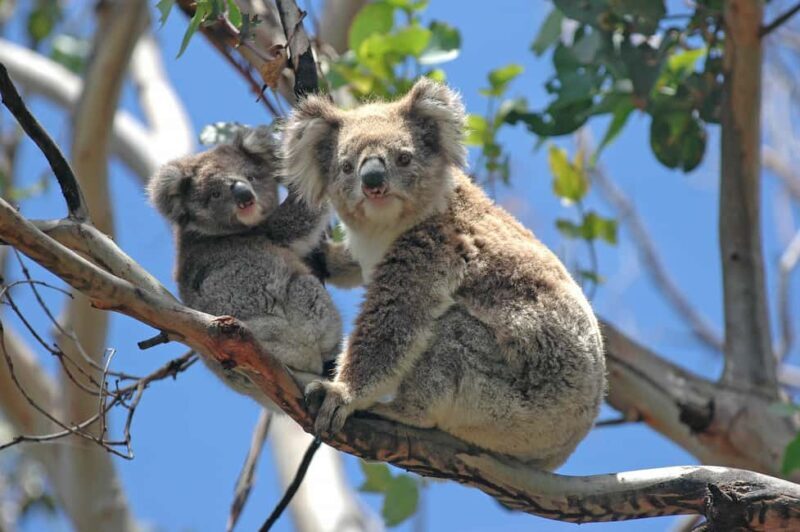 5 Days 4 Nights: Melbourne Package tour - The Journey: A Detailed Breakdown of What You Can Expect